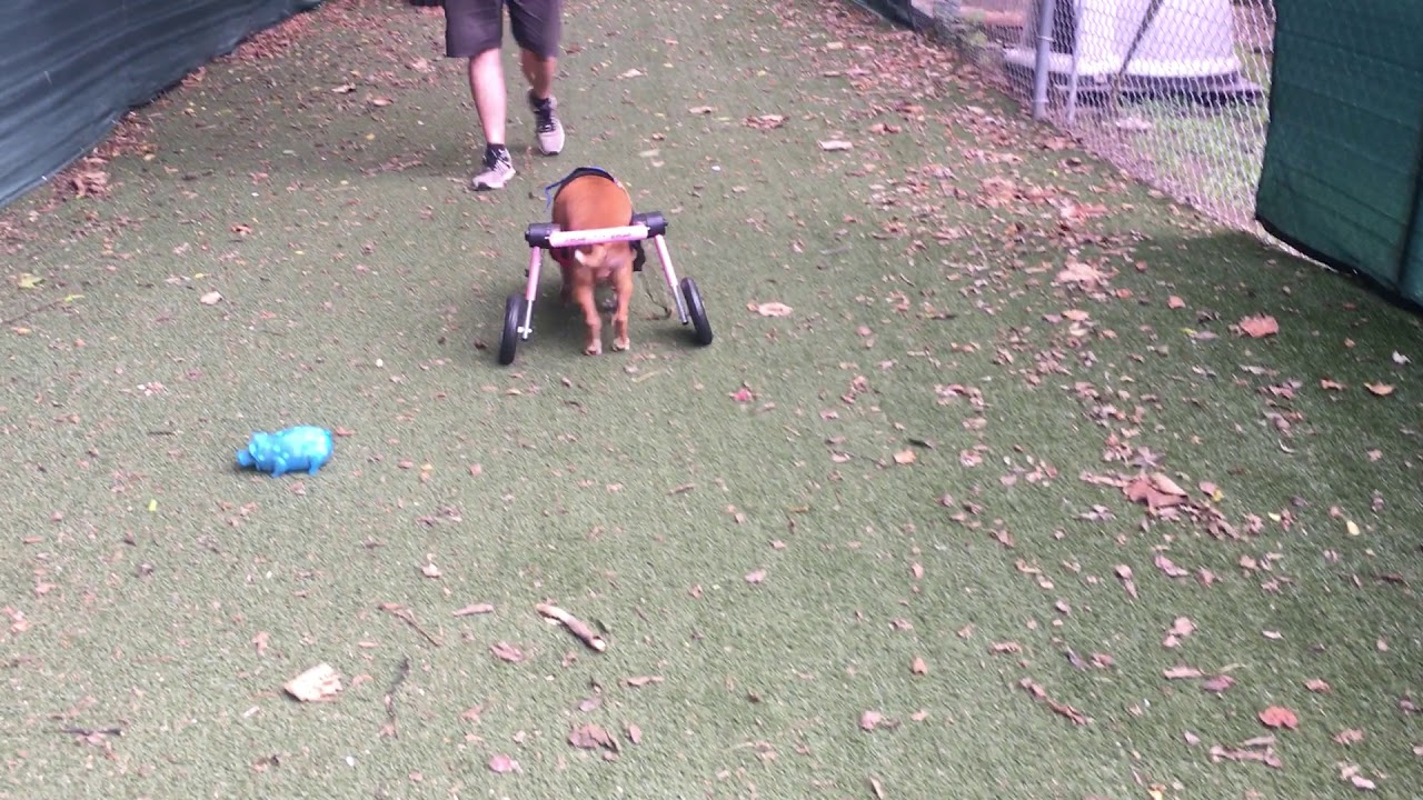 Sweet Potato's New Wheelchair - YouTube