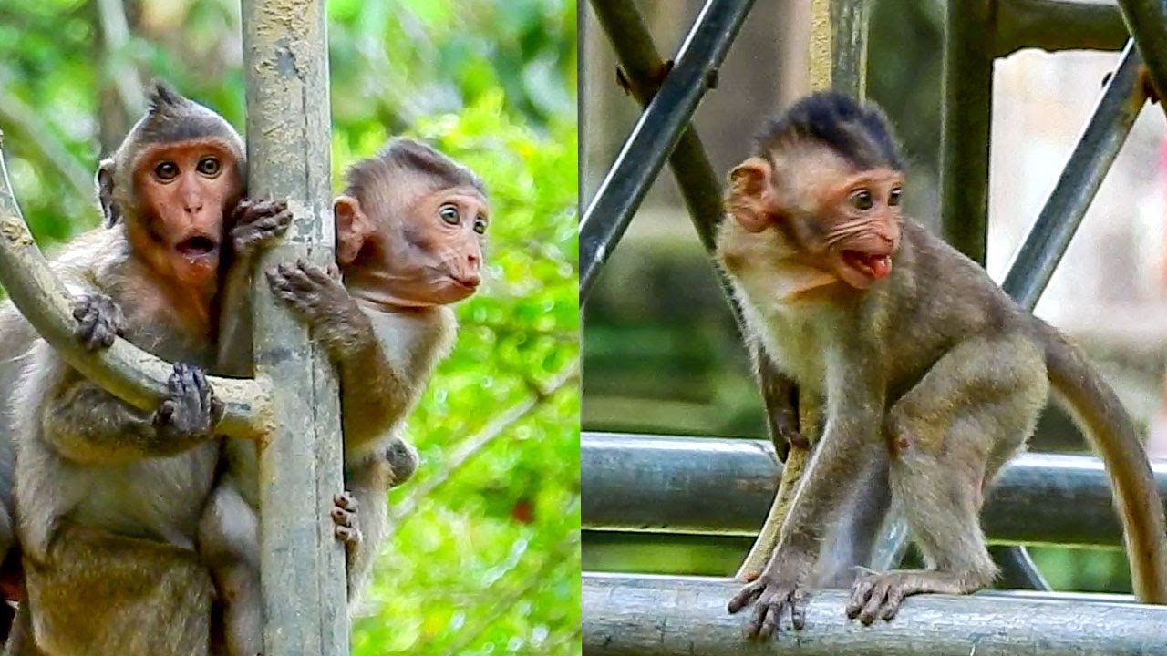 Baby Monkey Getting S.cared Hugging High Steel After Being Left Mother ...