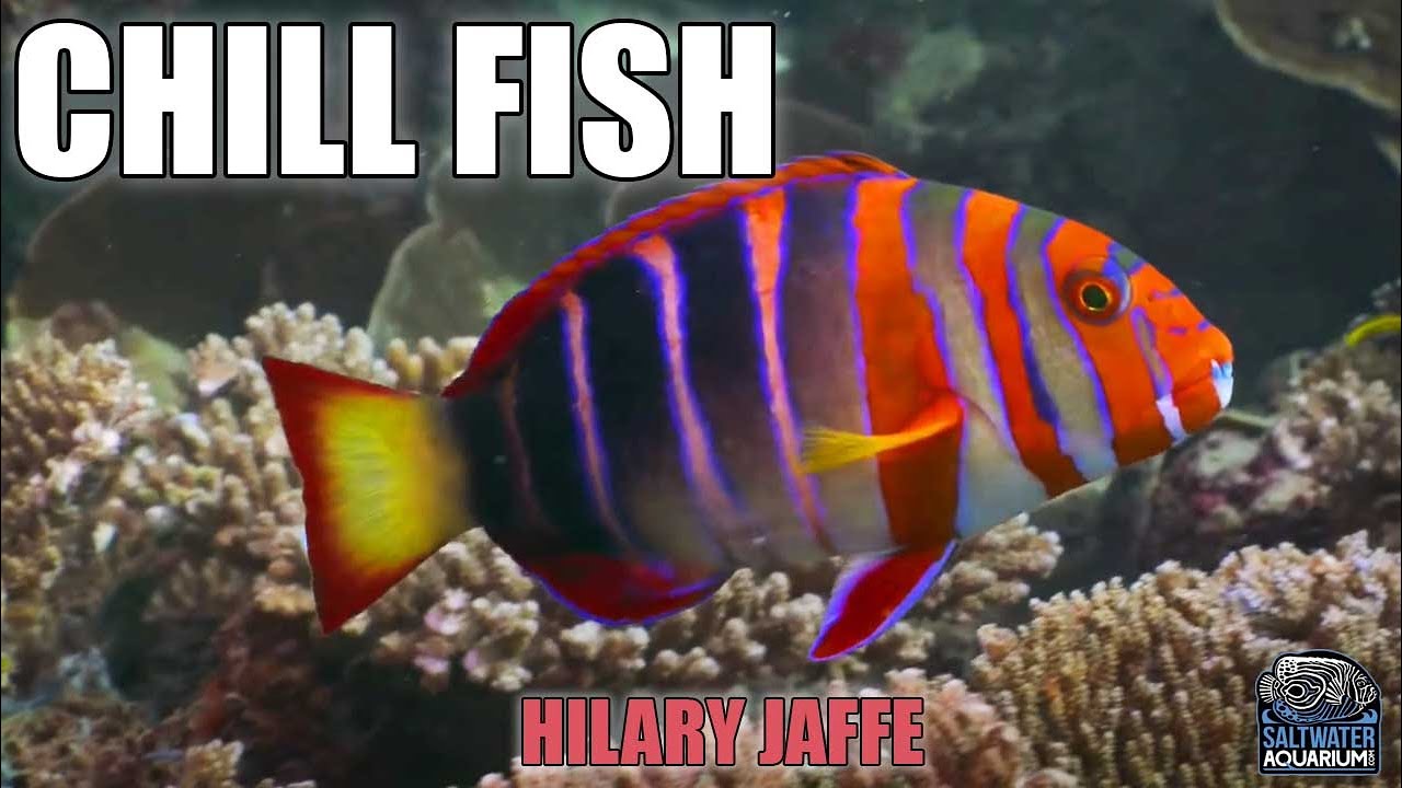 "CHILL", Laid-Back Saltwater Fish For Your Tank - Hilary Jaffe - YouTube