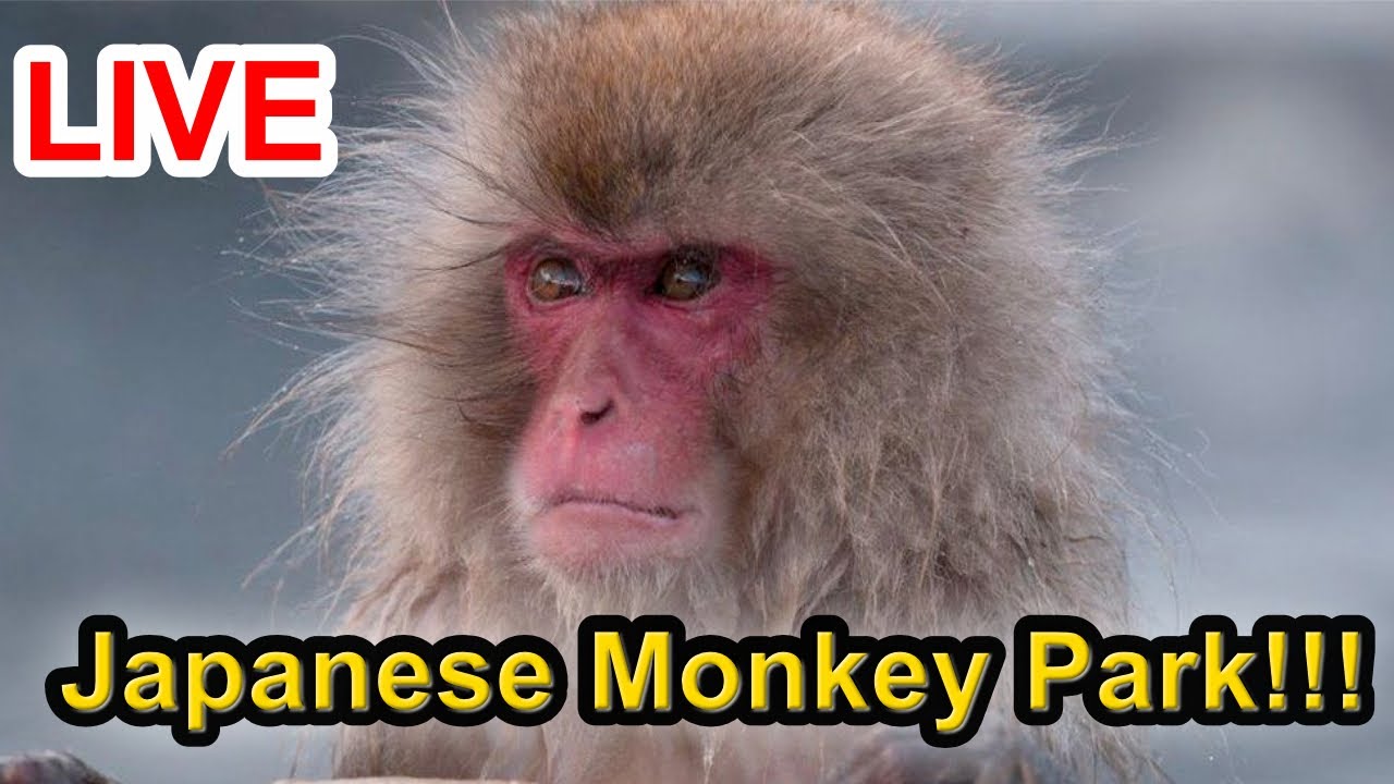 LIVE: Japanese Snow Monkey Park in Japan! - YouTube