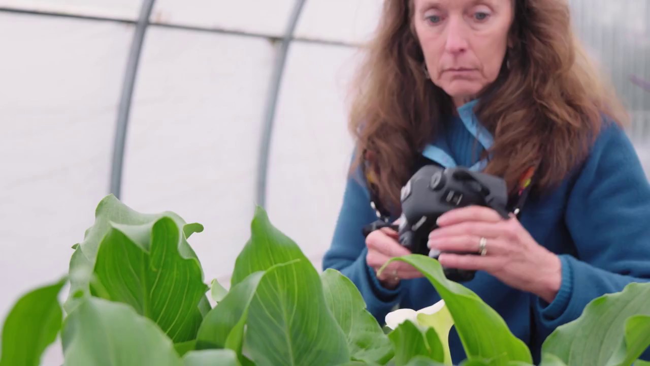 Flower Photography with Kathleen Clemons Trailer - YouTube