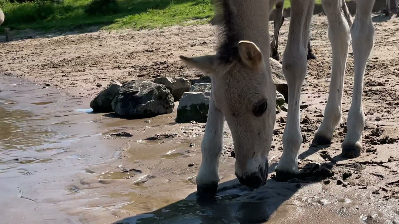 Trojan Crown Detox - YouTube