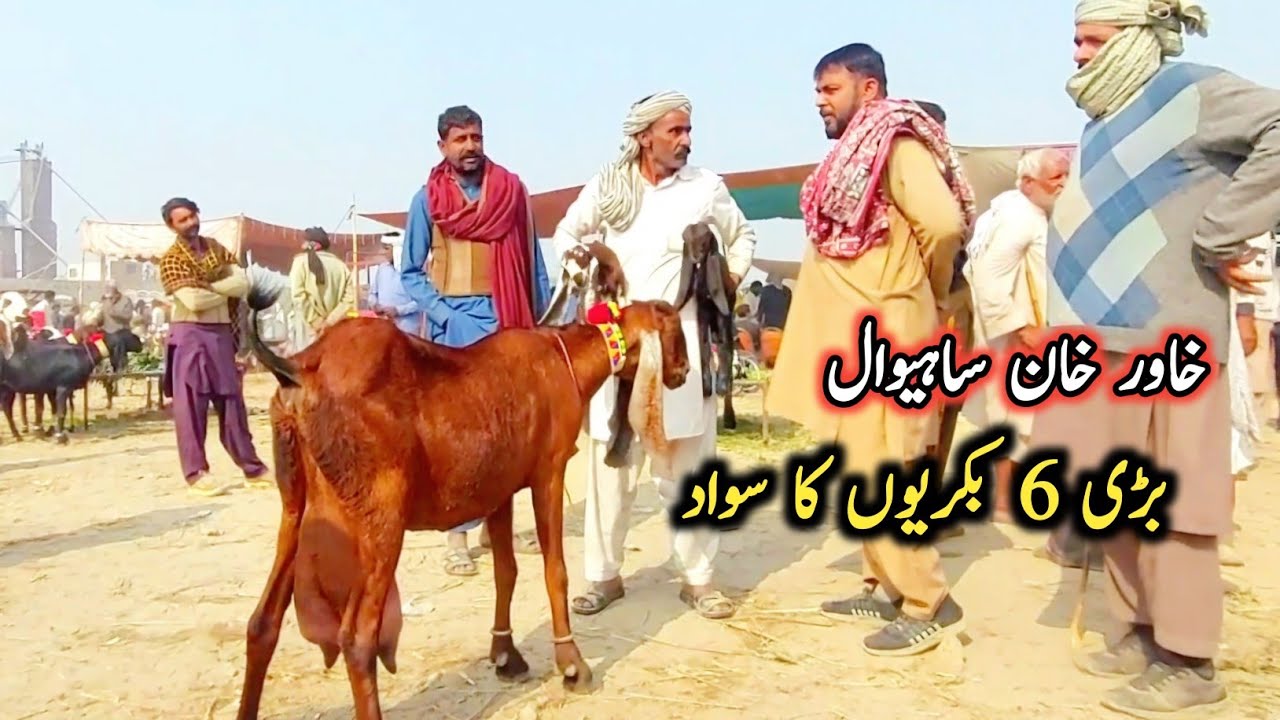 Soda Ktny Ma Hwa.?World Biggest Beetal Preagnint Goats Khawar Khan ...
