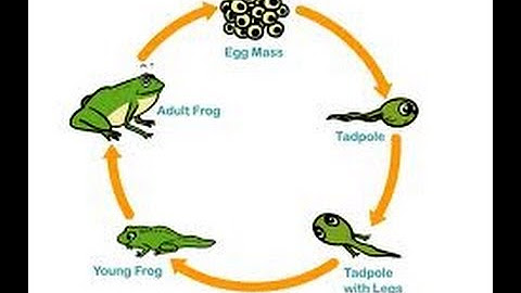 Life Cycles Videos for kids - YouTube