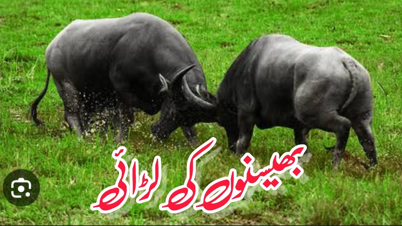 Nili Ravi Buffalo Dairy fram. - YouTube