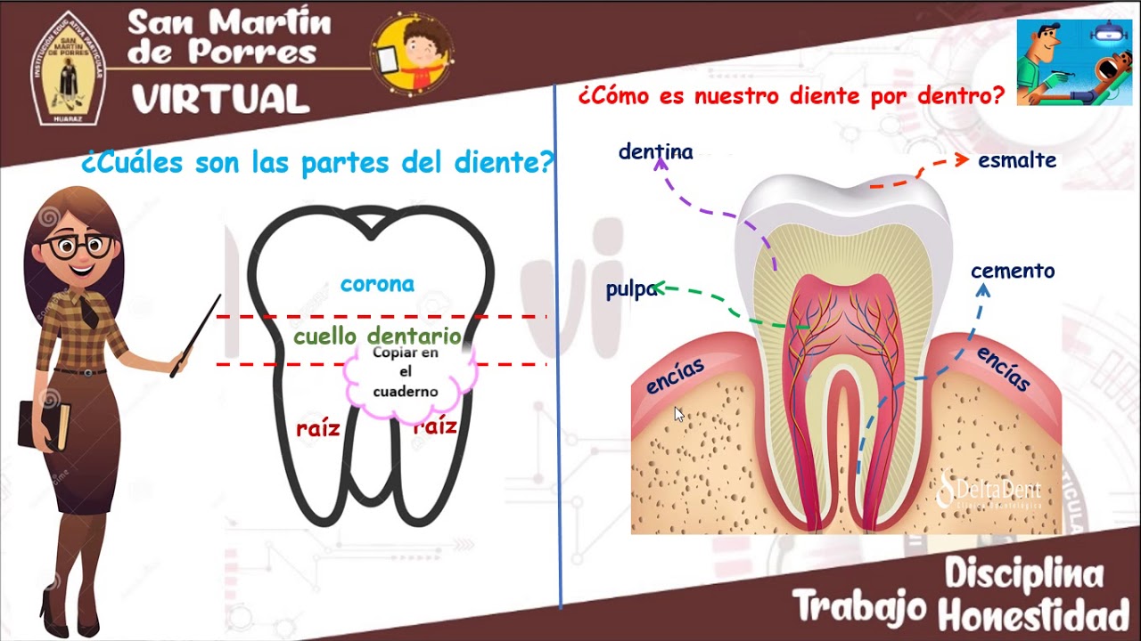 LOS DIENTES - YouTube