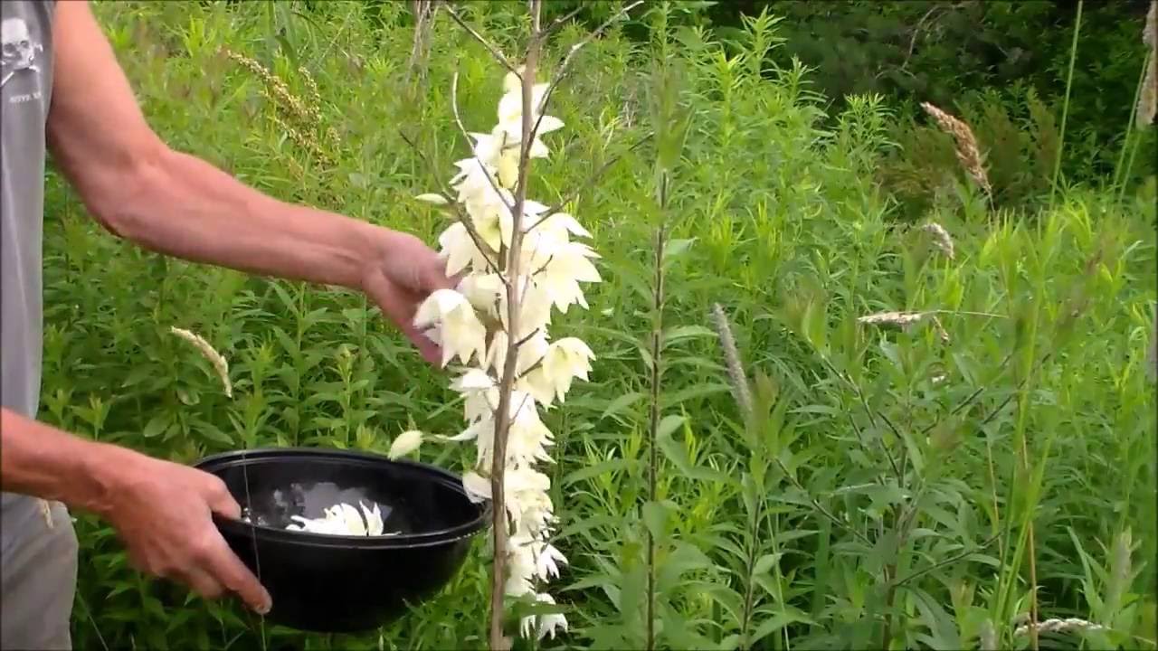 Yucca Blossom Omelet - YouTube