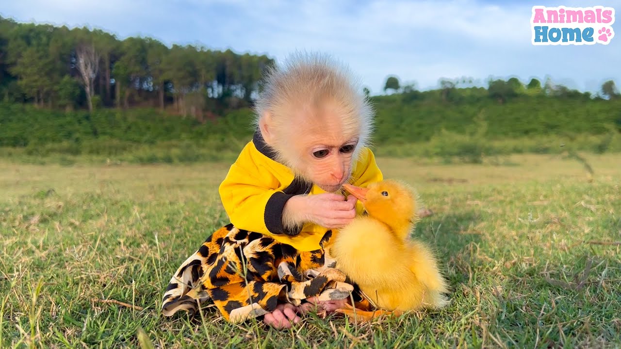 BiBi happily plays with little ducks in the meadow | Old moments - YouTube
