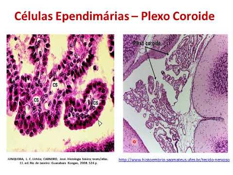Tecido Nervoso parte 02 células ependimárias - YouTube