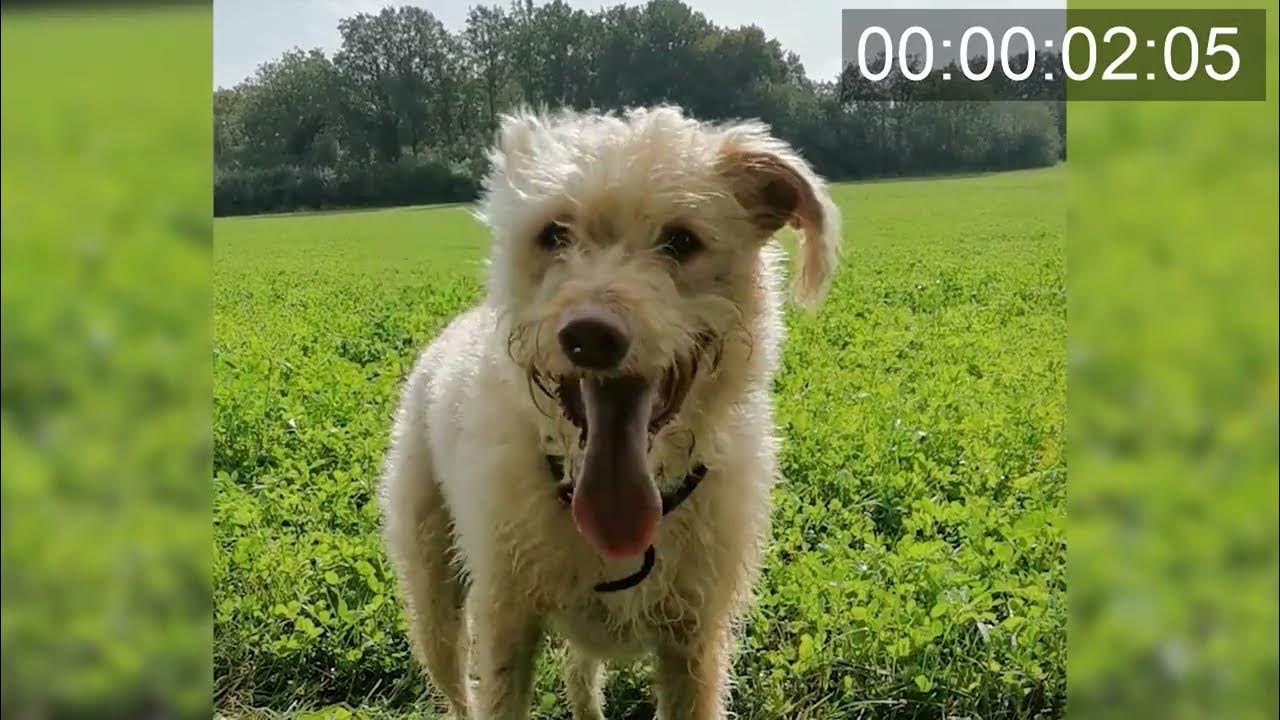 Dogs Barking ~ Animal Animation Reference - YouTube