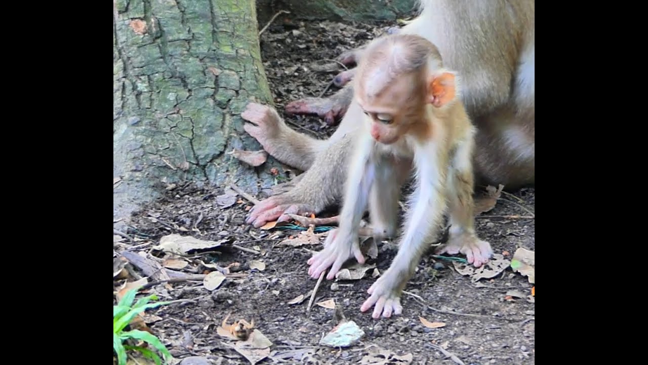 Wow !! Little Baby Monkey Scared Of Crickets - YouTube