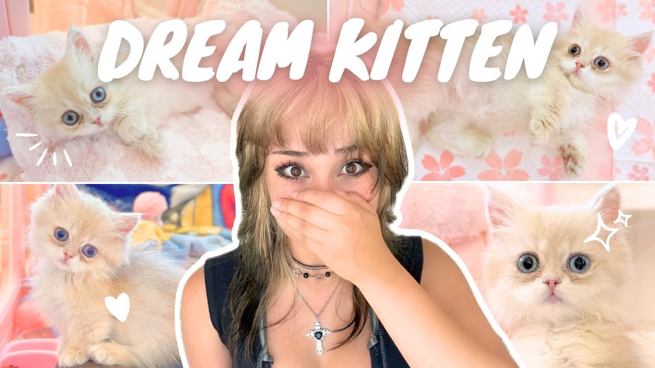 getting my DREAM KITTEN vlog 🐈🎀 *first 24 hours!* British Longhair ...