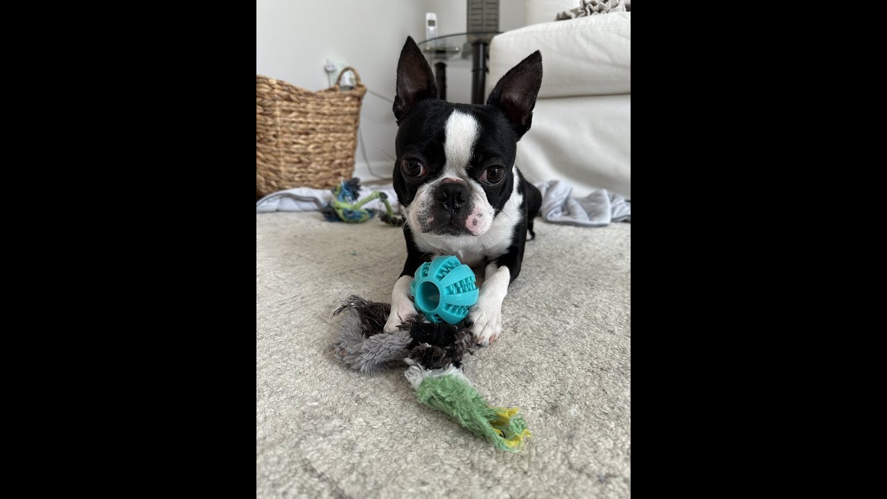jus' playin’ #puppy #bostonterrier #dog - YouTube
