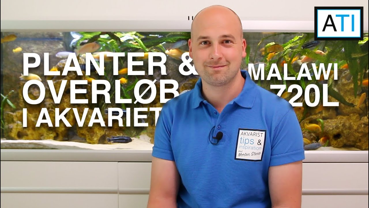Planter i akvarier med overløb og Mbuna Malawi 720 liter akvarie - YouTube