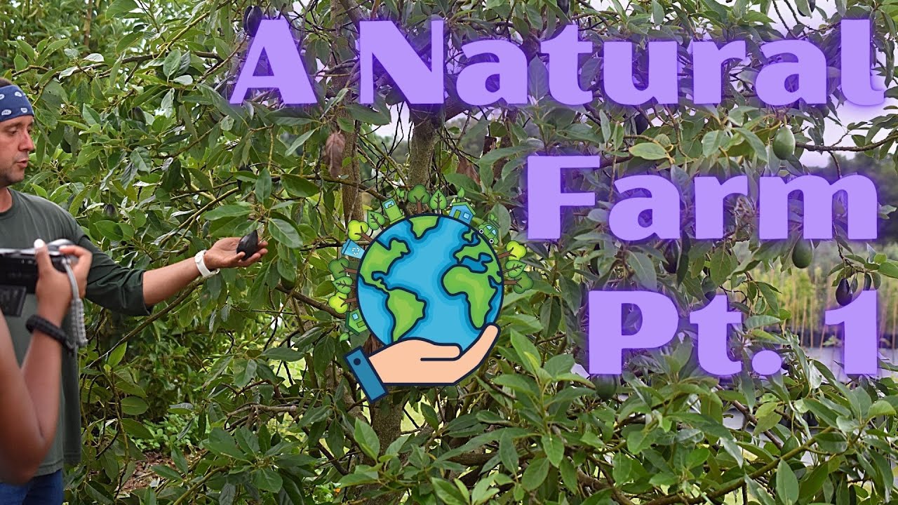 A Natural Farm Tour Part 1 - YouTube