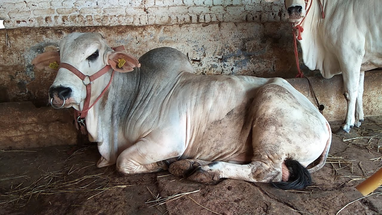 Tharparkar cow - YouTube