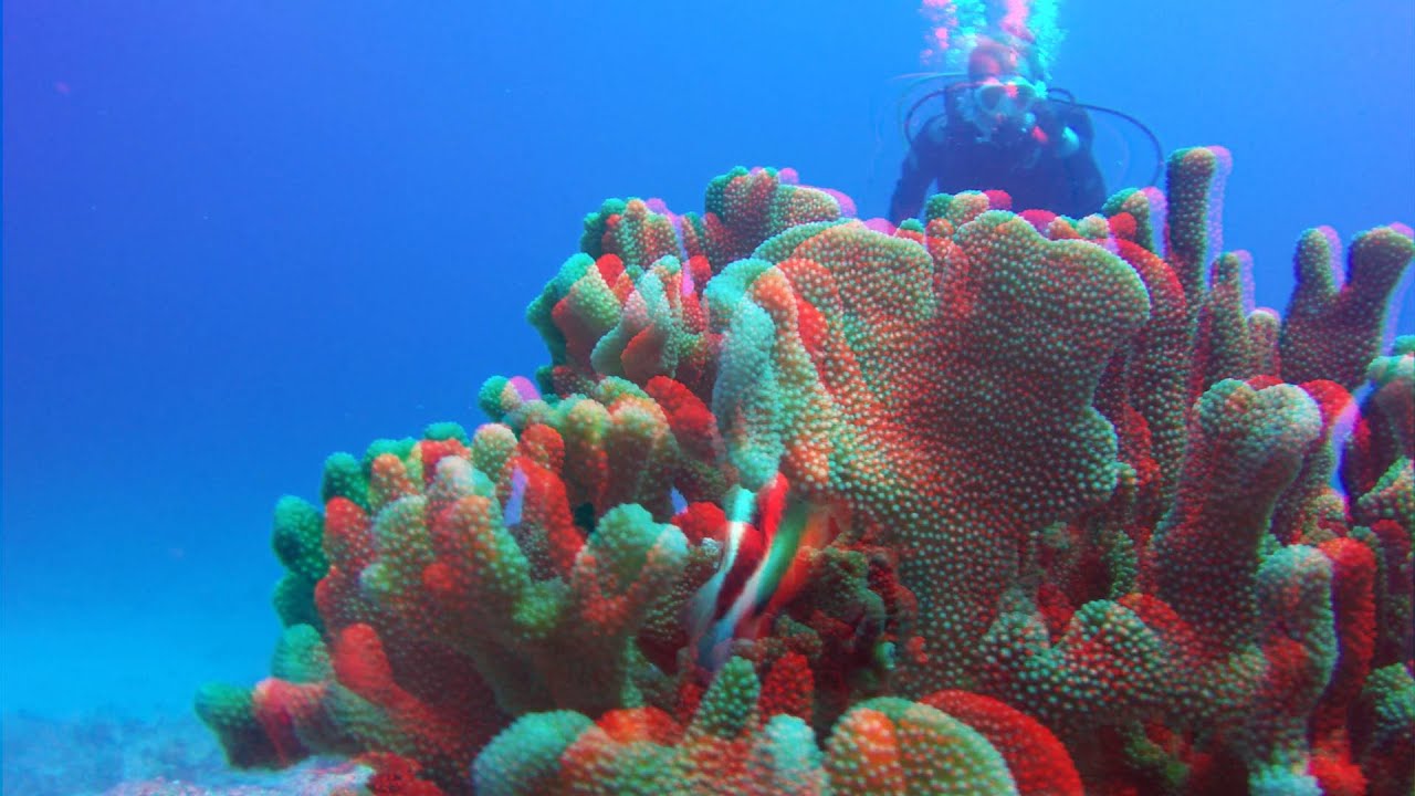 Diving Puako End-of-Road in 3D March 22 2025 - YouTube