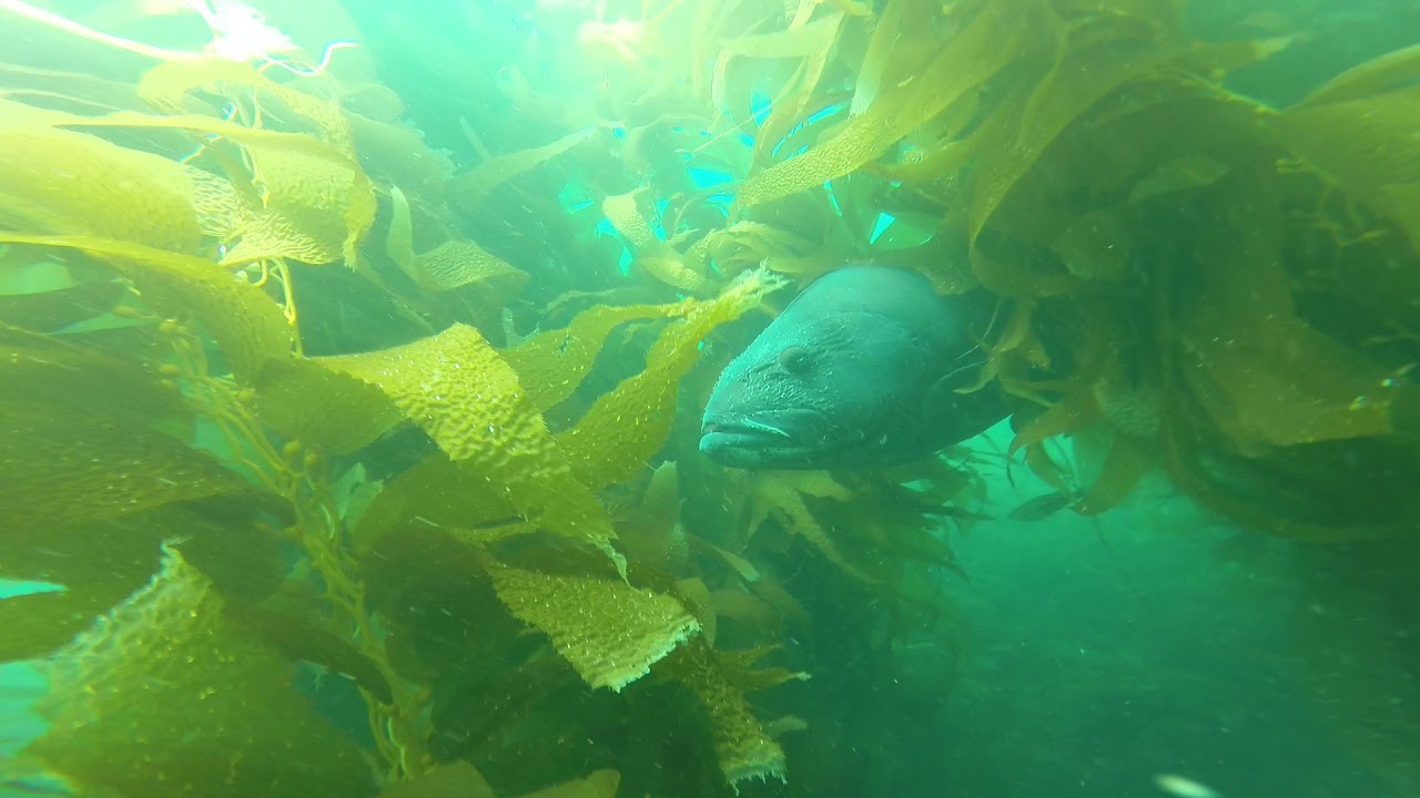 Catalina Island-Casino MPA dives (Black Grouper) - YouTube
