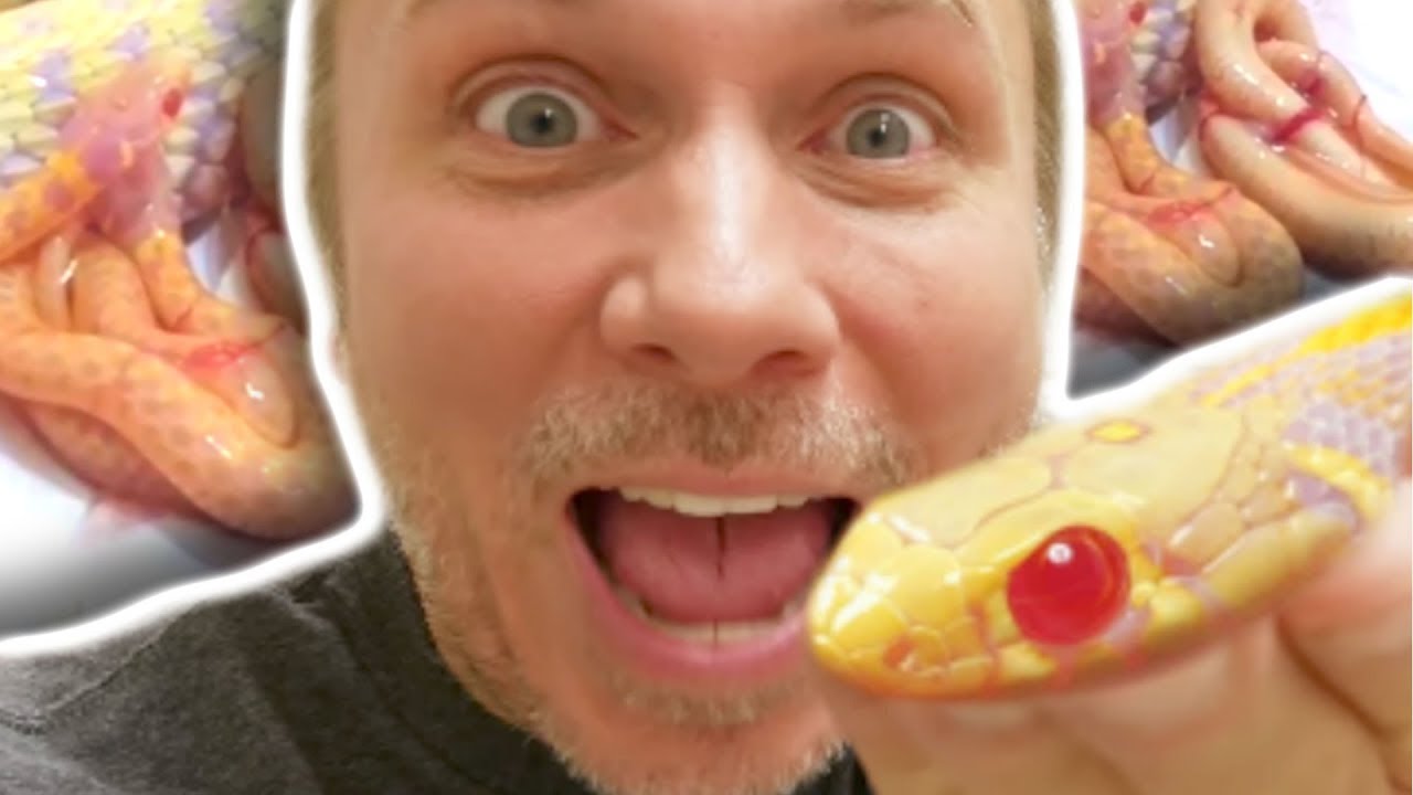 BABY SNAKE LIVE BIRTH!!! BABY GECKOS!!! | BRIAN BARCZYK - YouTube