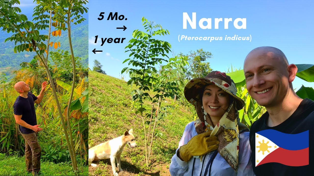 🇵🇭 Narra: Farm's Fastest Growing Philippine Native Tree in Our First ...