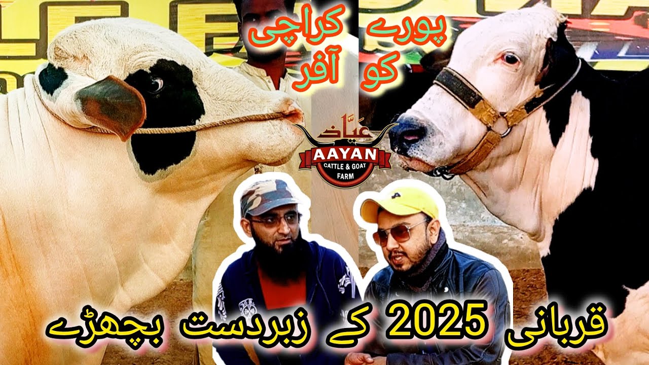 Beauty blast 💥💣 | Aayan cattle farm qurbani 2025 collection #cattlesjunoon #cow #aayancattlefarm ...