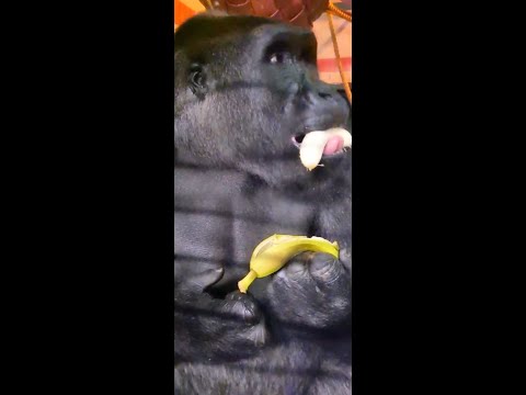 Gorilla Eating Bananas Extended Video!