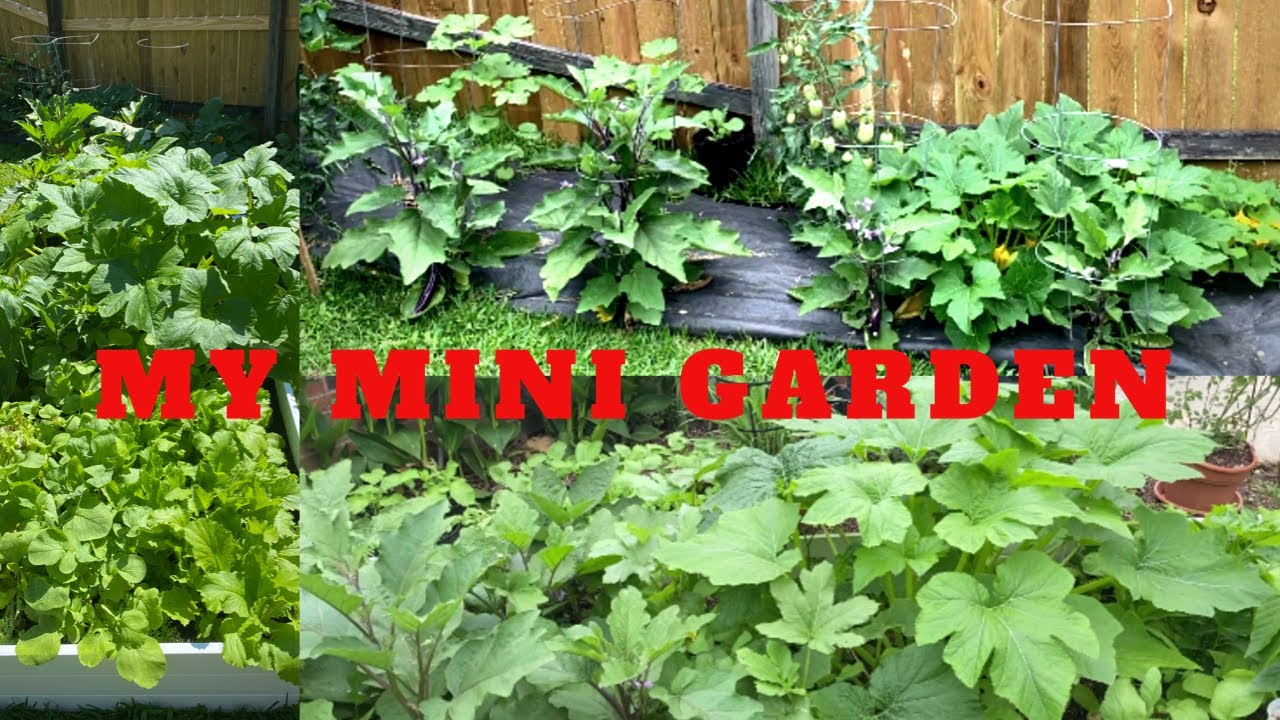 MY MINI GARDEN | MINI GARDEN TOUR - YouTube