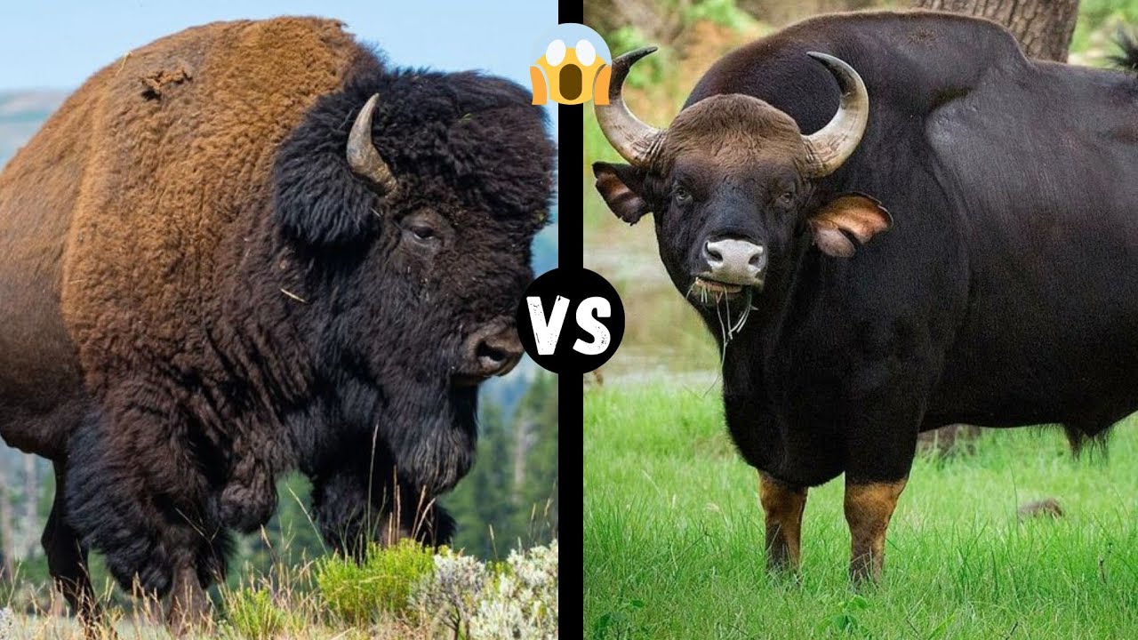 AMERICAN BISON VS INDIAN GAUR - Which is stronger? - YouTube