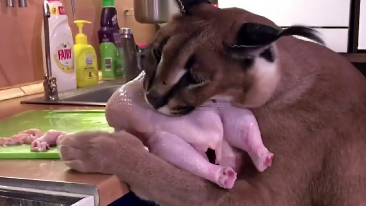 Playing games that usually flop when I stream them for Floppa Friday ...