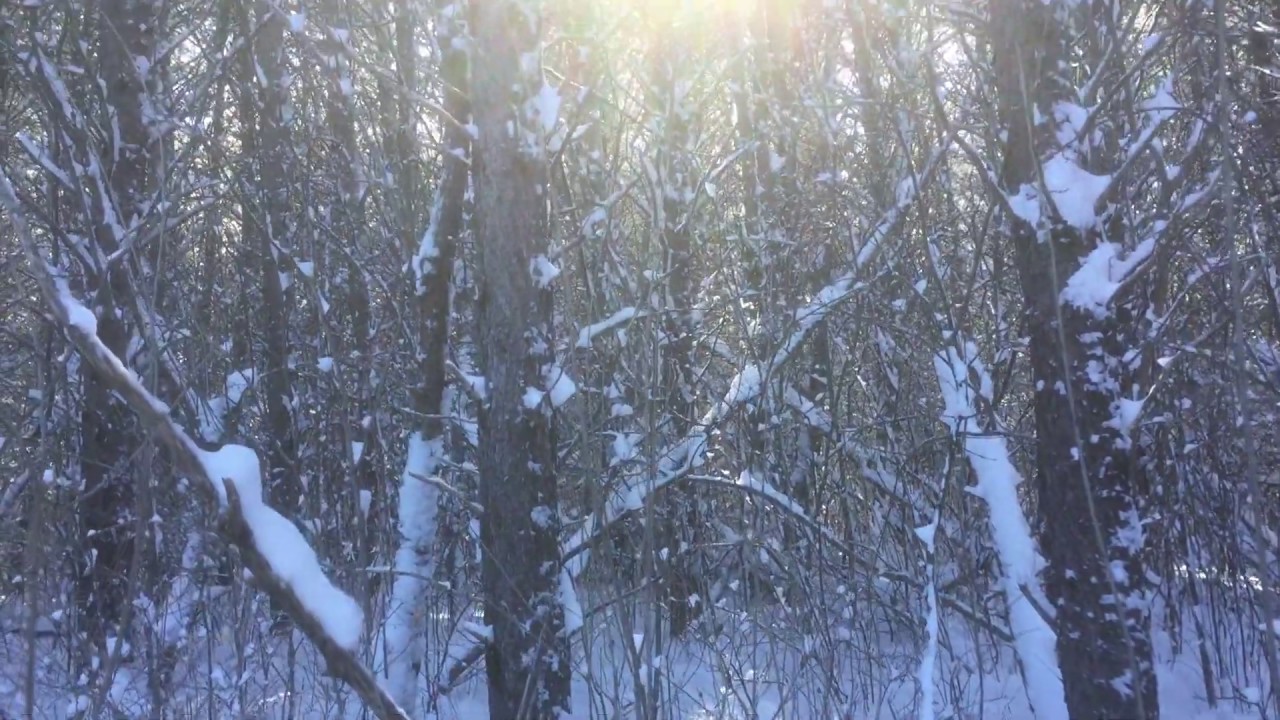 Creaking Forest 🌲 Quiet Moments - YouTube