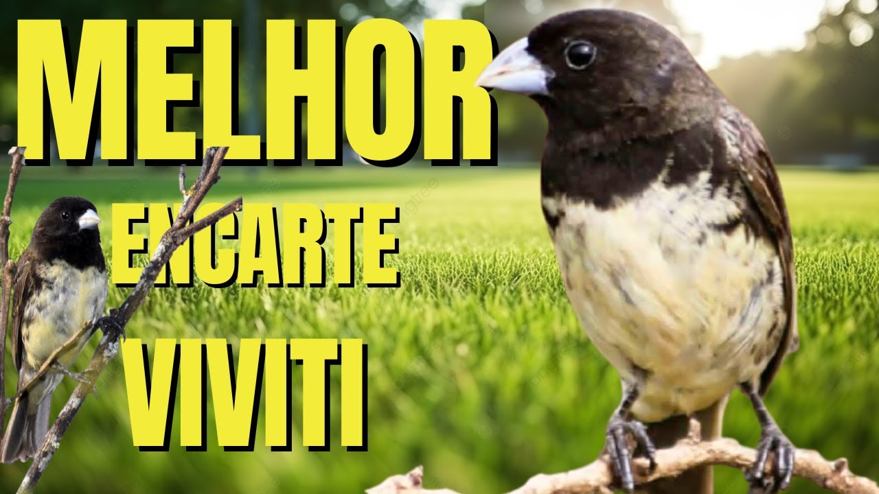 ENCARTE PAPA CAPIM CANTO VIVITI COM PIADO DE FÊMEA DE PAPA CAPIM PARA ...