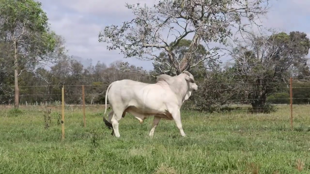 Tropical Cattle 2022 Polled Genetics Sale - LOT 22 - YouTube