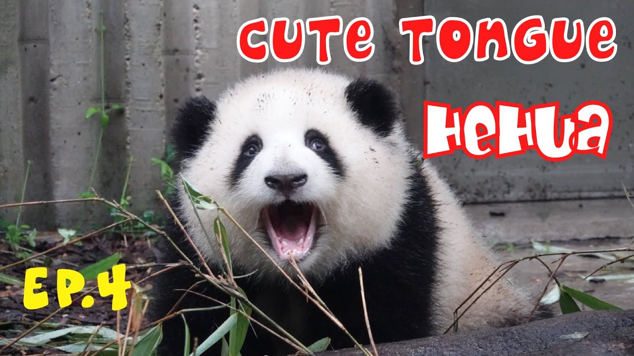 HeHua is Beautiful both Outside and Inside 🌸He Hua Panda EP.4 - YouTube
