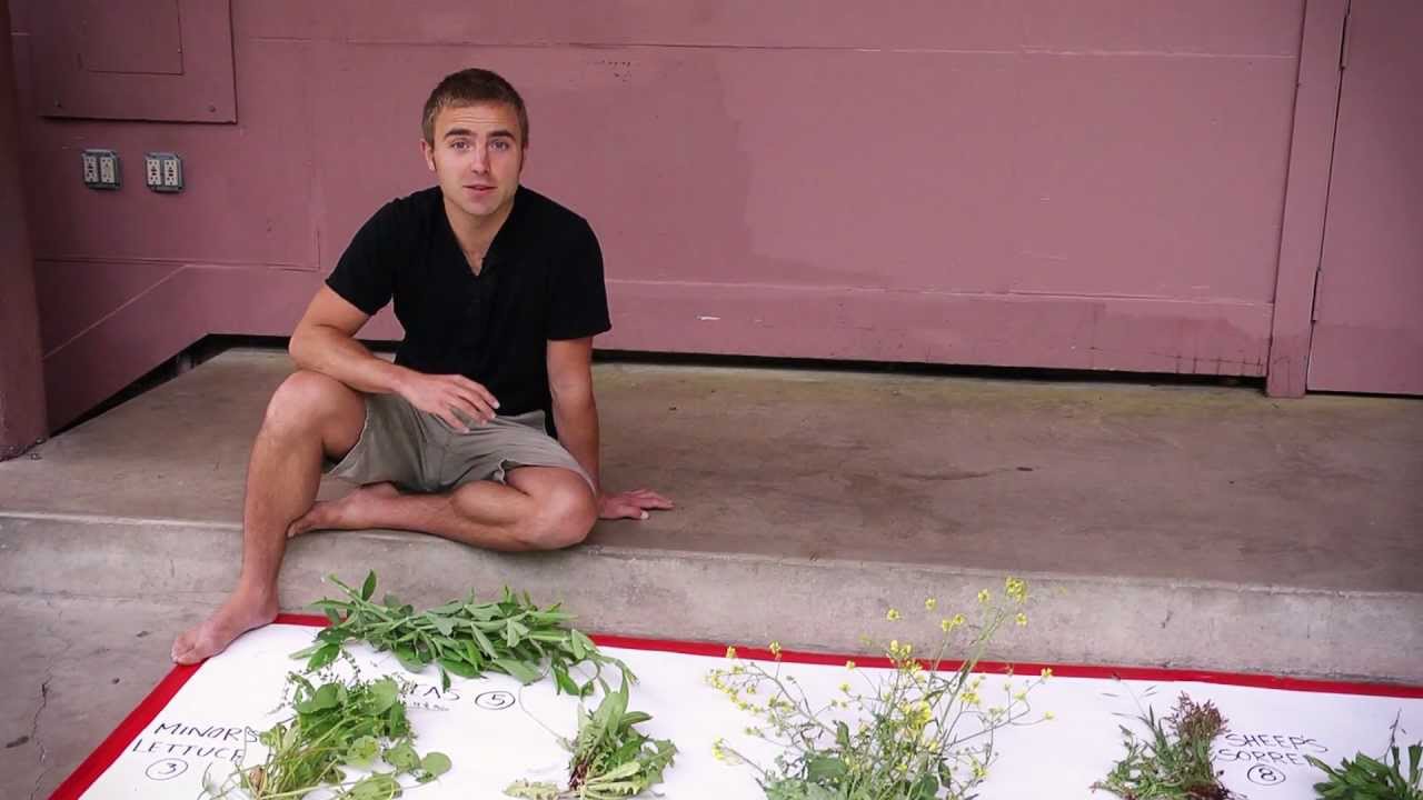 WIld Edibles with Sergei Boutenko (part 1 of 4) - YouTube