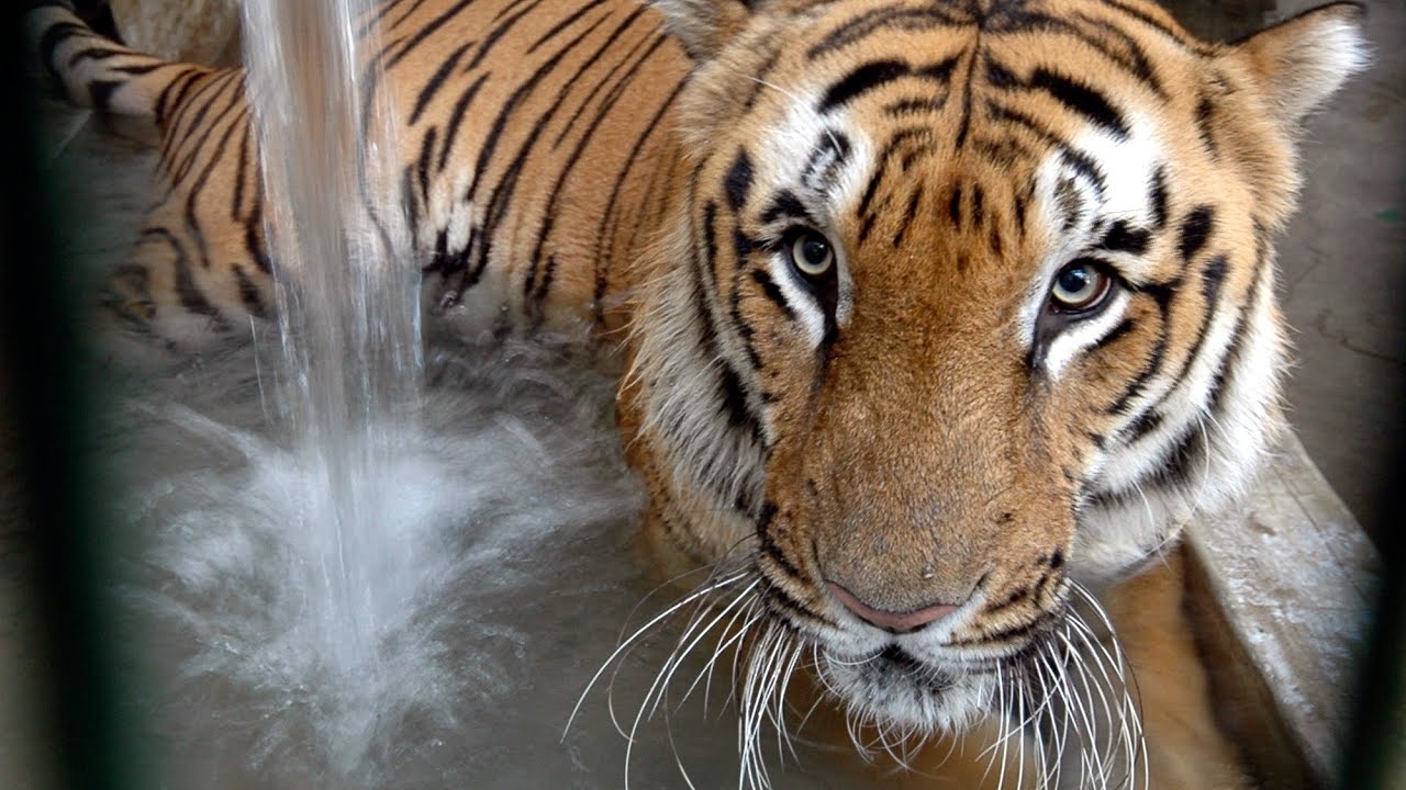 abc for werewolf tiger hybrid baby - YouTube