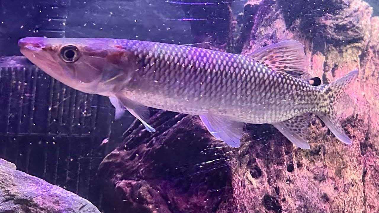 African pike fish (wild caught) - YouTube