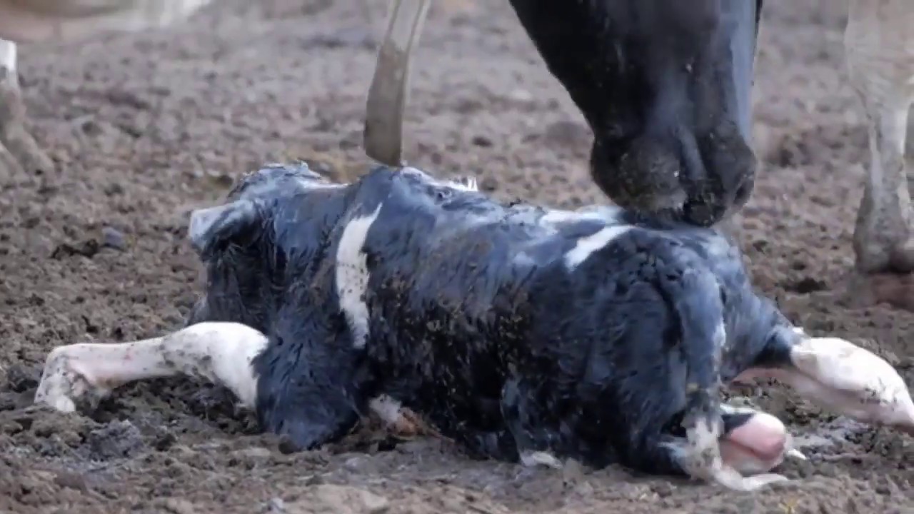 Cattle Farming Tips - YouTube