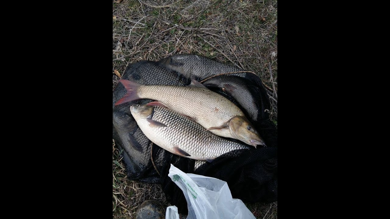 REKA TRESKA-MRENA I KLEN RIBOLOV 2017 - YouTube