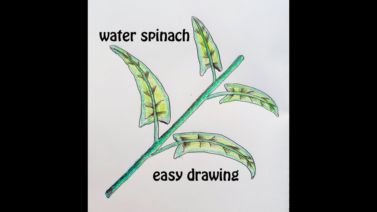 easy way to draw water spinach | original tutorials #satisfying # ...