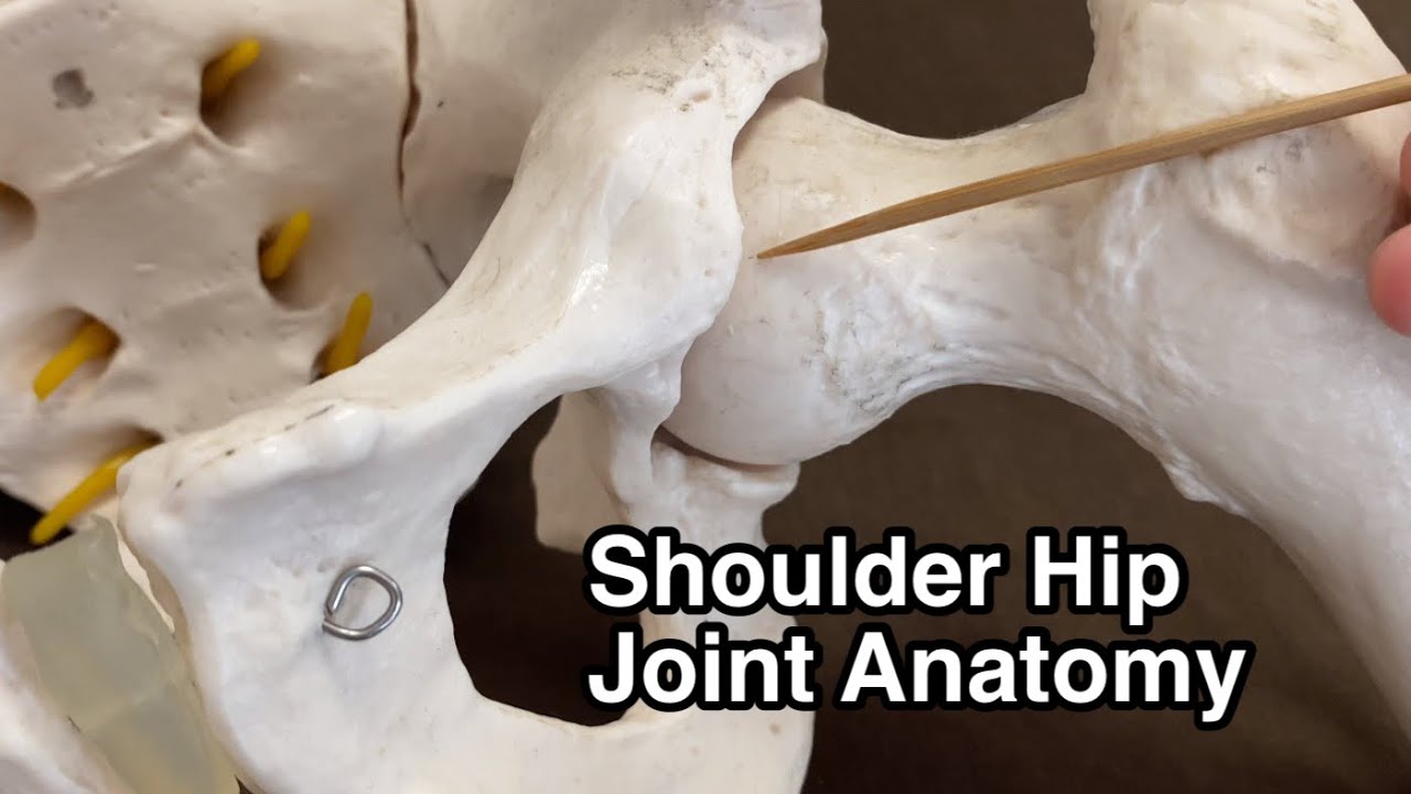 Joint structure difference of hip and shoulder - YouTube