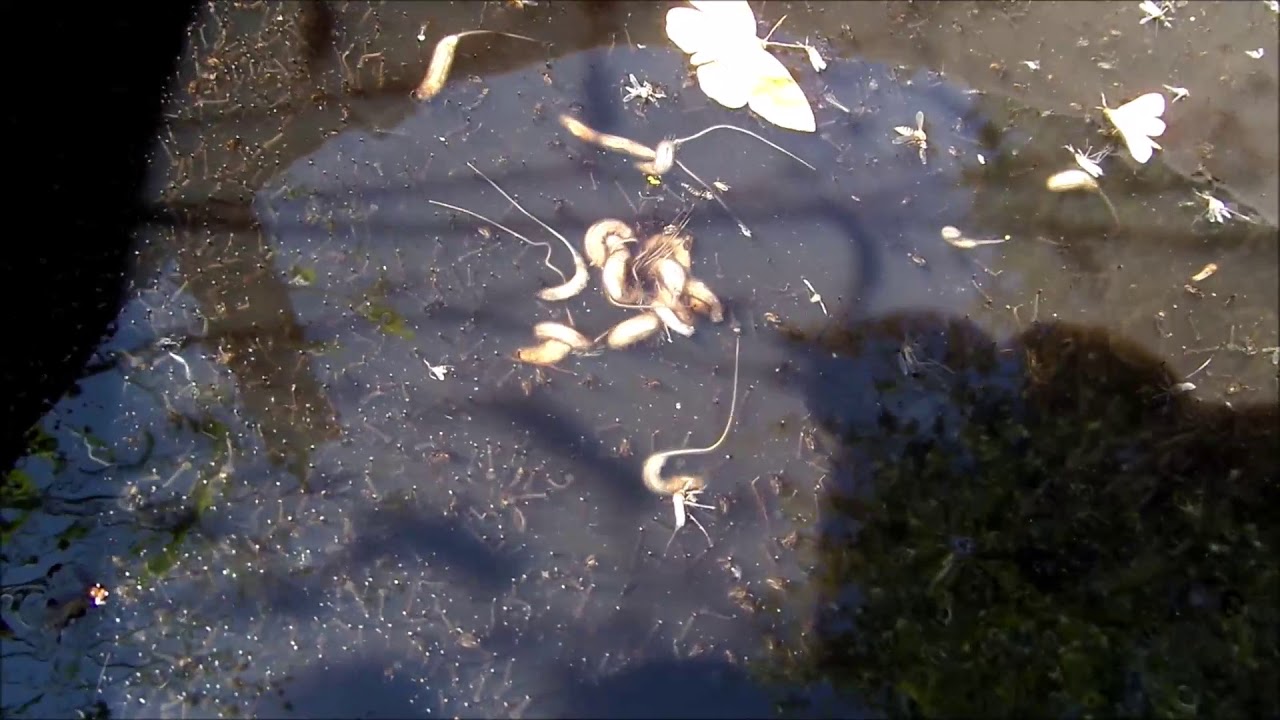 Hoverfly larvae, Eristalis species known as Rat tailed maggots - YouTube