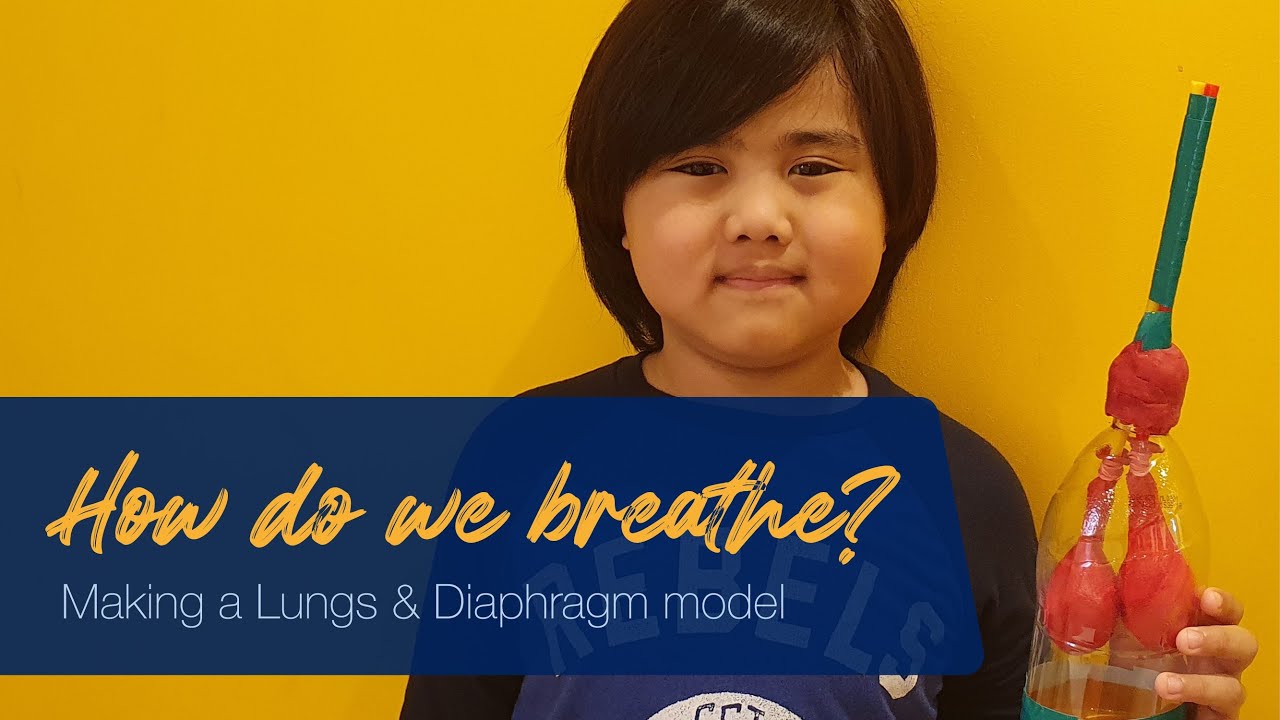 How Do We Breathe? | Making a Lungs & Diaphragm Model - YouTube