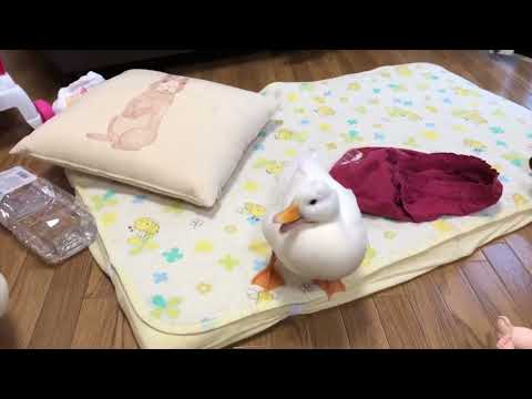 *Very funny animals* OMG!!! Don't miss! /Cuties Home///