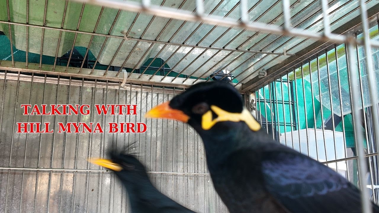 120 minutes Amazing talking with Hill Myna Bird with sound and talking ...