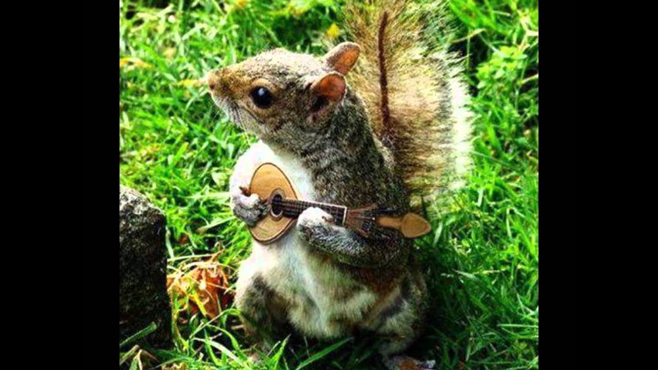 Kamikaze Squirrel-Squirrel Island Part Deux (Robotic Squirrels From The Future) - YouTube