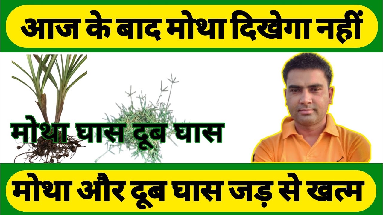 Motha Ghas ki dava ।। ganne me motha ghass ki dawa ।। makka me motha ...