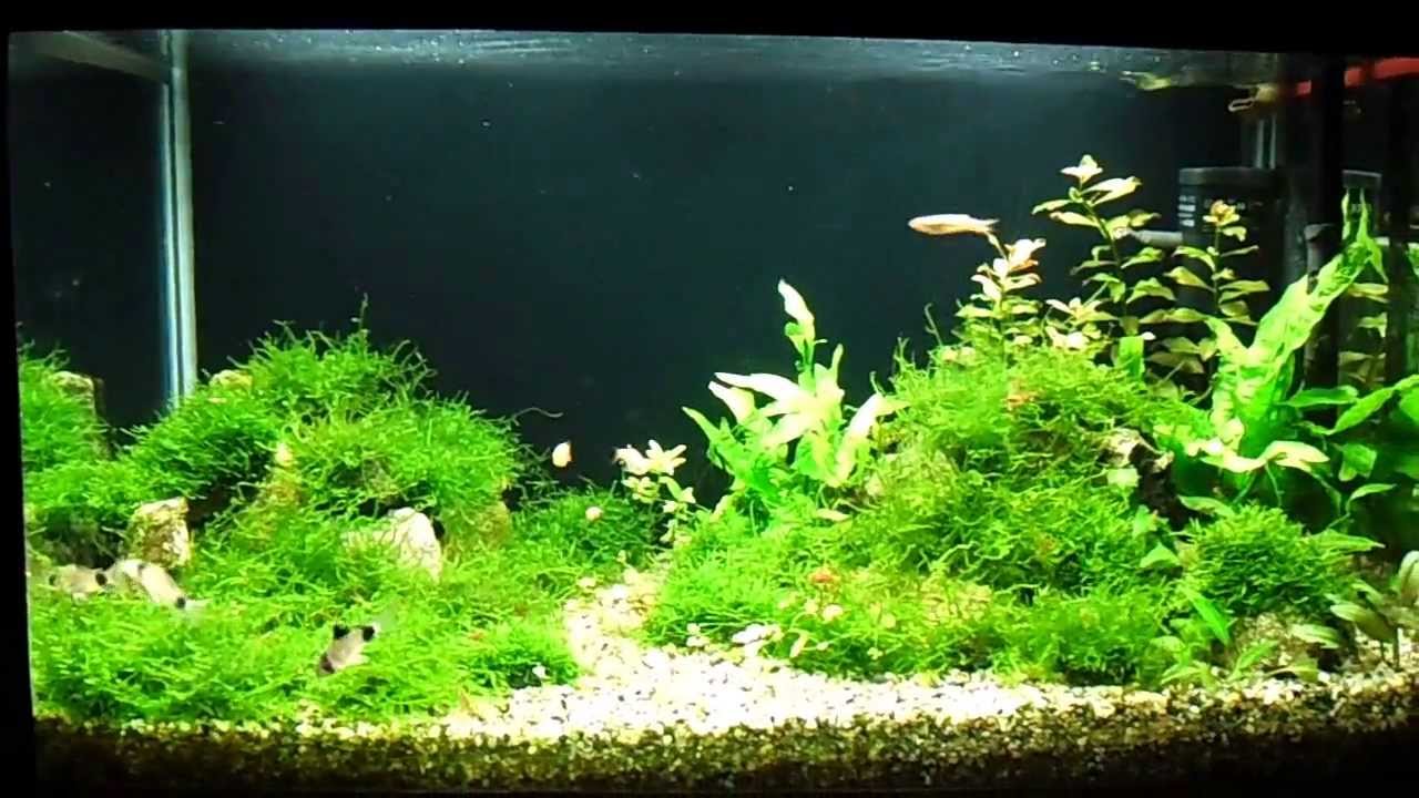 Acvariu 50 litri-setup 17 Iunie 2013 - YouTube