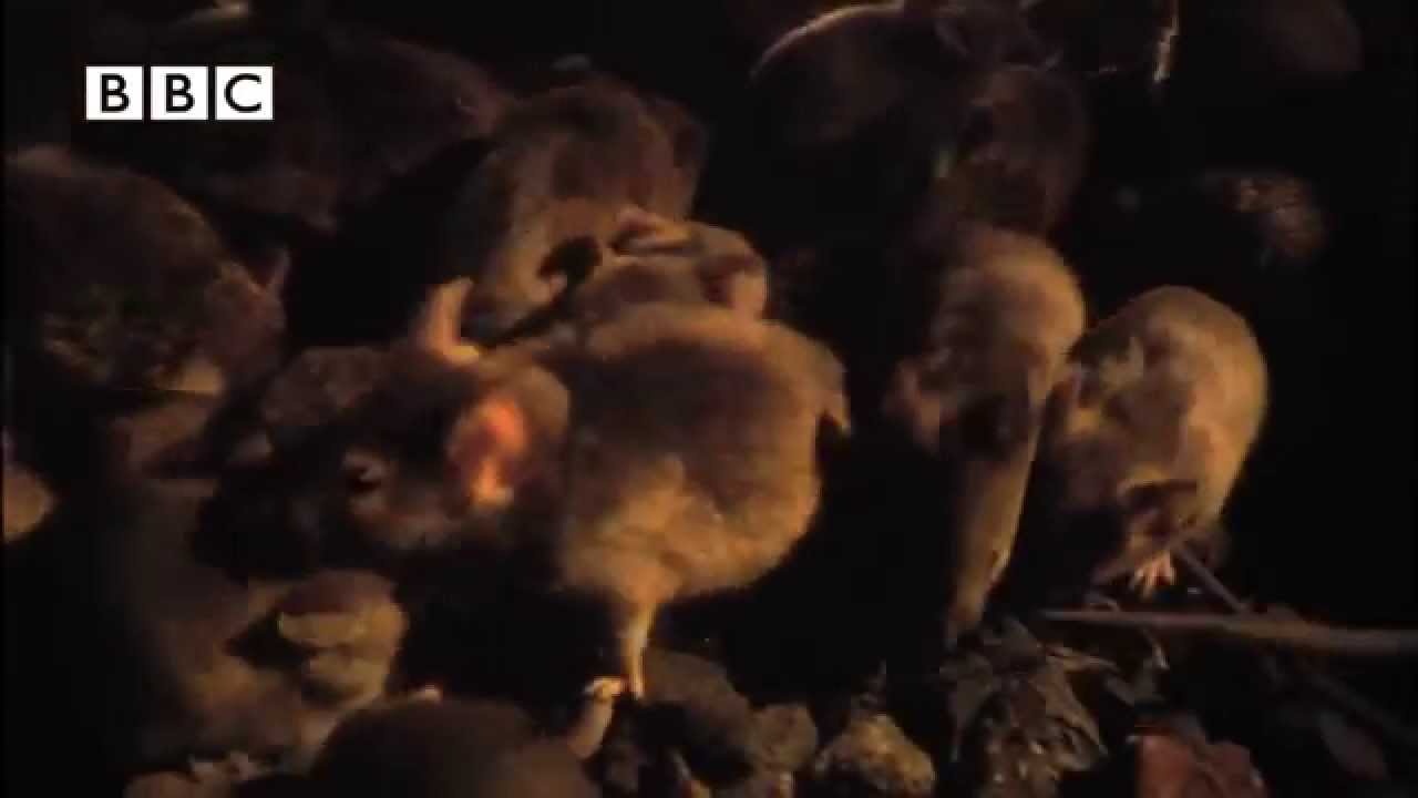 Ratos - Maior infestação já vista na terra (Recorde no Guinness Book ...