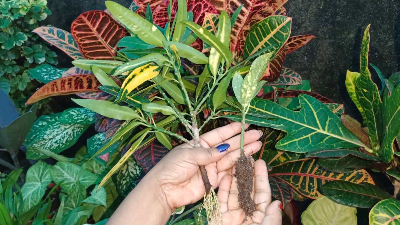 How to propagate CROTON plant by some easy methods - YouTube