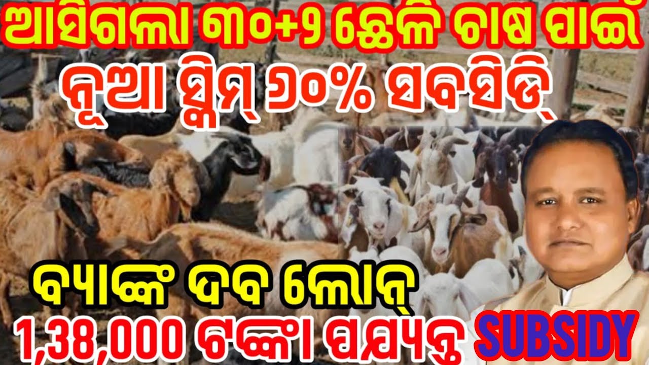 ଛେଳି ଫାର୍ମ ପାଇଁ ସରକାରୀ ସହାୟତା | GOVT. Scheme In Goat Farm. Goat Farm In ...